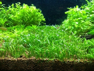 161- Lilaeopsis novaezelandiae | Live Plants | Fish Addicts
