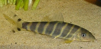 Queen Loach | Community Fish | Fish Addicts