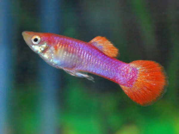 Pink Guppy