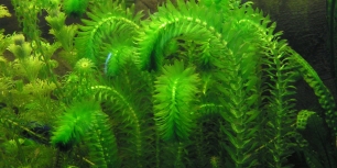 121- Elodea densa | Live Plants | Fish Addicts