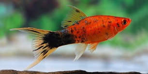 Berlin Swordtail | Community Fish | Fish Addicts
