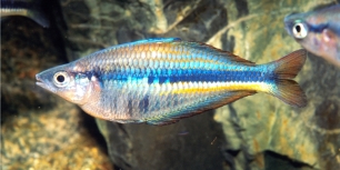 Allen's Rainbow | Semi-Aggressive Community | Fish Addicts