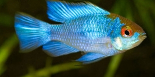 Super Neon Blue Ram | Community Fish | Fish Addicts