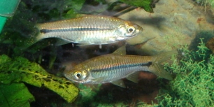 Sumatra Rasbora | Community Fish | Fish Addicts