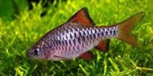 Checker Barb | Community Fish | Fish Addicts