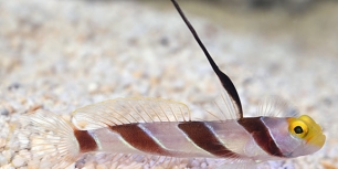 Hifin Banded Goby | Saltwater Fish | Fish Addicts