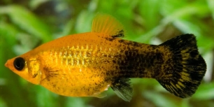 Halloween Molly | Community Fish | Fish Addicts