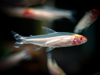 Albino Rummynose Tetra | Community Fish | Fish Addicts