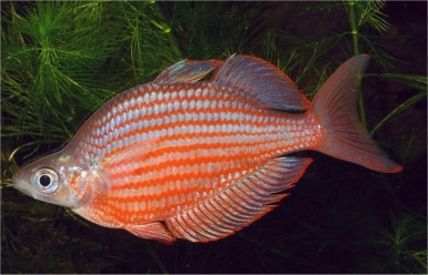 Zigzag Rainbow | Semi-Aggressive Community | Fish Addicts