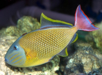 Crosshatch Trigger | Saltwater Fish | Fish Addicts