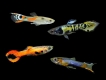 Assorted Male Endler | Community Fish | Fish Addicts